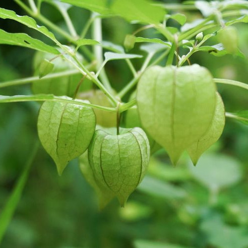 Tanaman Tradisional bagi Masyarakat Melayu Sergai dan Dimensi ...