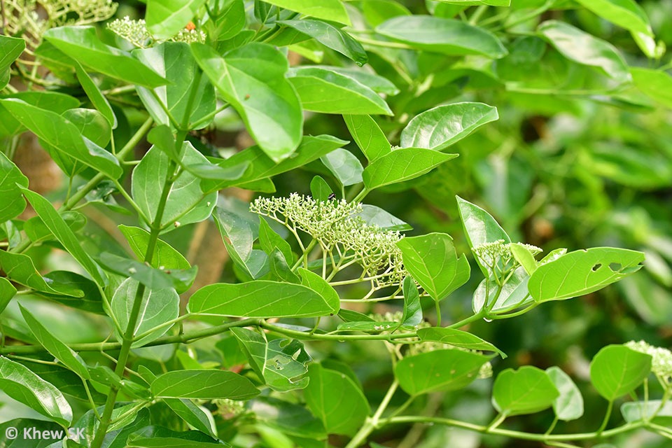 Tanaman Tradisional bagi Masyarakat Melayu Serdang Bedagai dan Dimensi ...
