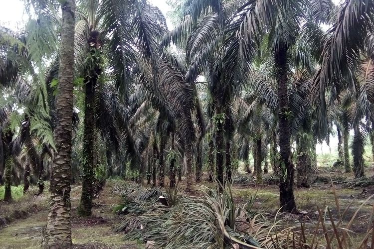 Mencari Sapu Lidi Dari Pelepah Sawit, Solusi Tambah Keuangan Keluarga ...