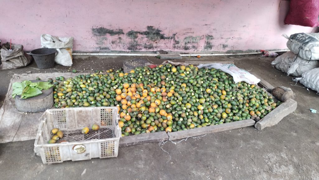 Buah Pinang, Jadi Peluang Usaha yang Menggiurkan – Media Center